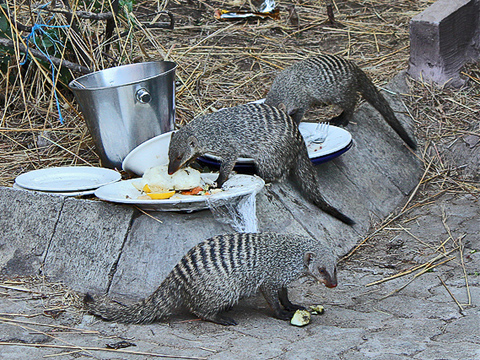 Human Disease Leptospirosis Identified in the Banded Mongoose in Africa ...